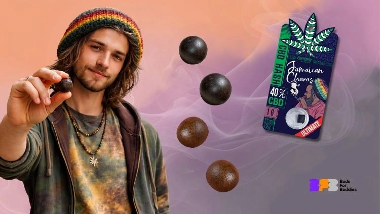 What is charas: How is it made and what are its effects?