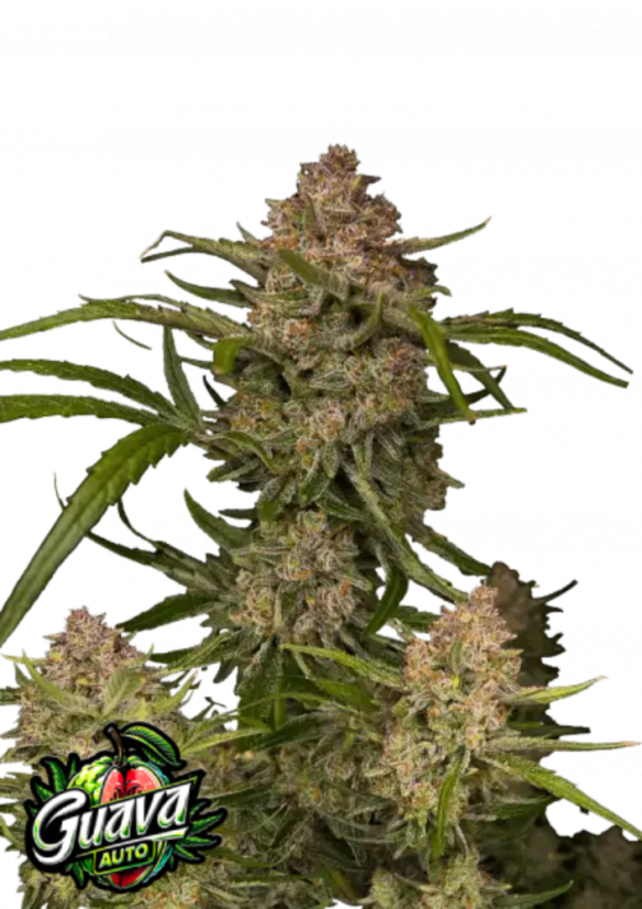 ファストバッズ 大麻種子 グアバオート - 個数: 5個