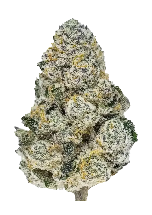 Fast Buds Cannabis Seeds Lemonpaya Feminized