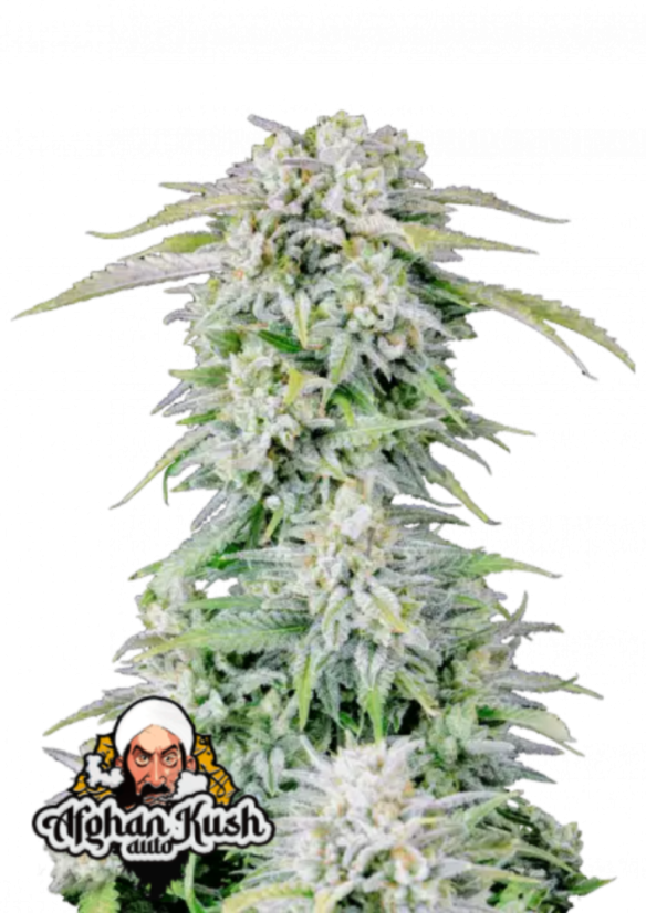 Fast Buds Cannabis Seeds Afghan Kush Auto - Número de piezas del ...