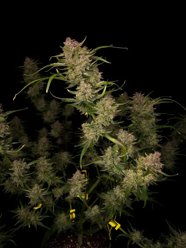 ファストバッズ 大麻種子 グアバオート - 個数: 5個