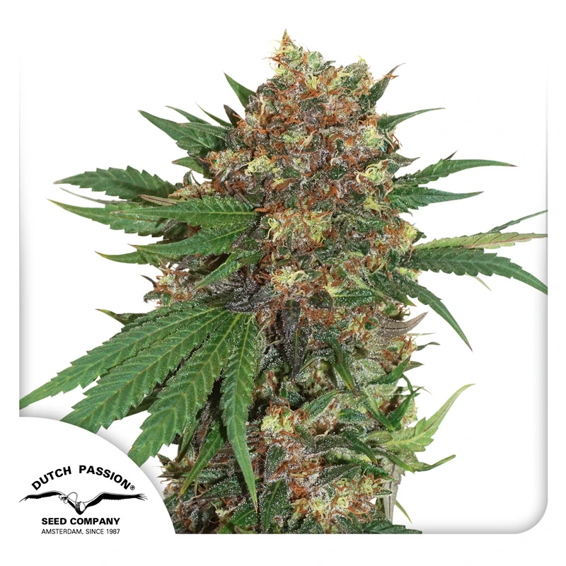 Dutch Passion Cannabis Seeds Master Kush Feminized
