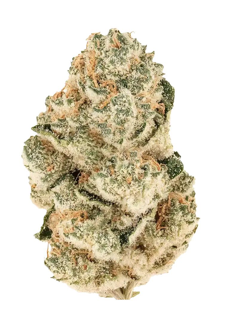 Fast Buds Graines de cannabis Gorilla Melon féminisées