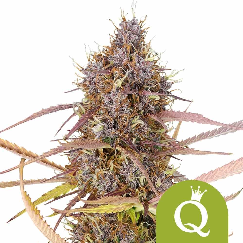 Purple hemp strains: Genetics & nature’s beauty