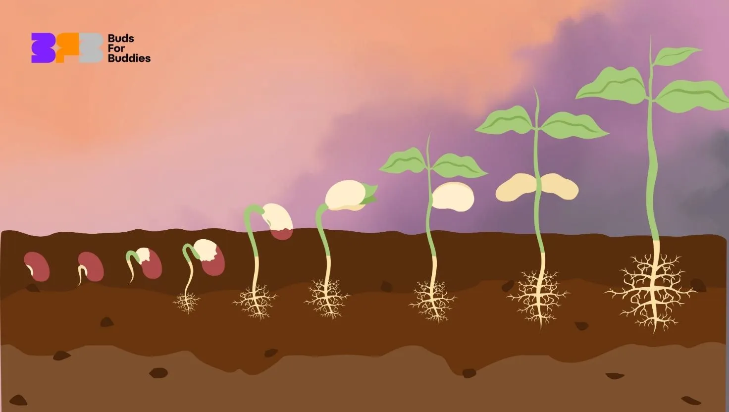 What influences the germination of cannabis seeds?