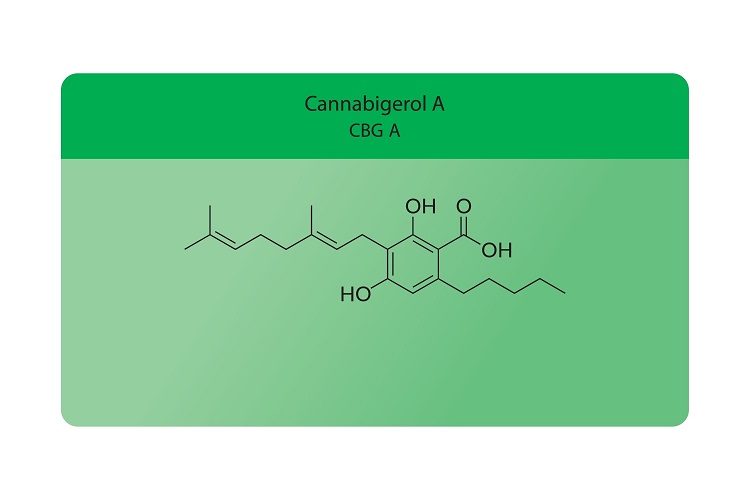 CBG9: ¿sabes qué tiene que ver con CBG? | Budsforbuddies