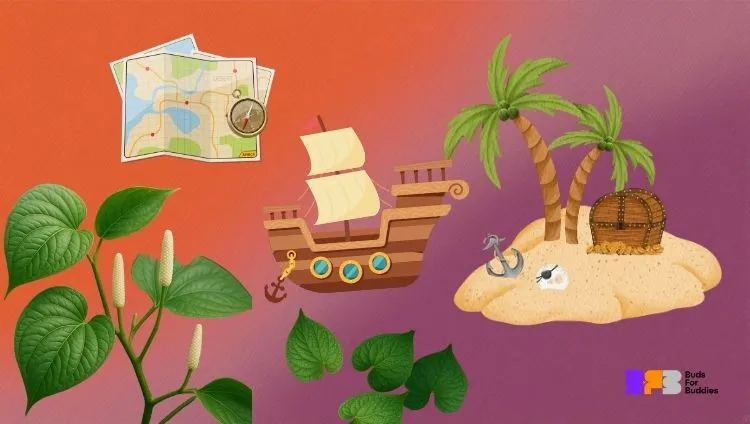 Kava Kava — a root from the Pacific Islands for relaxation and better sleep